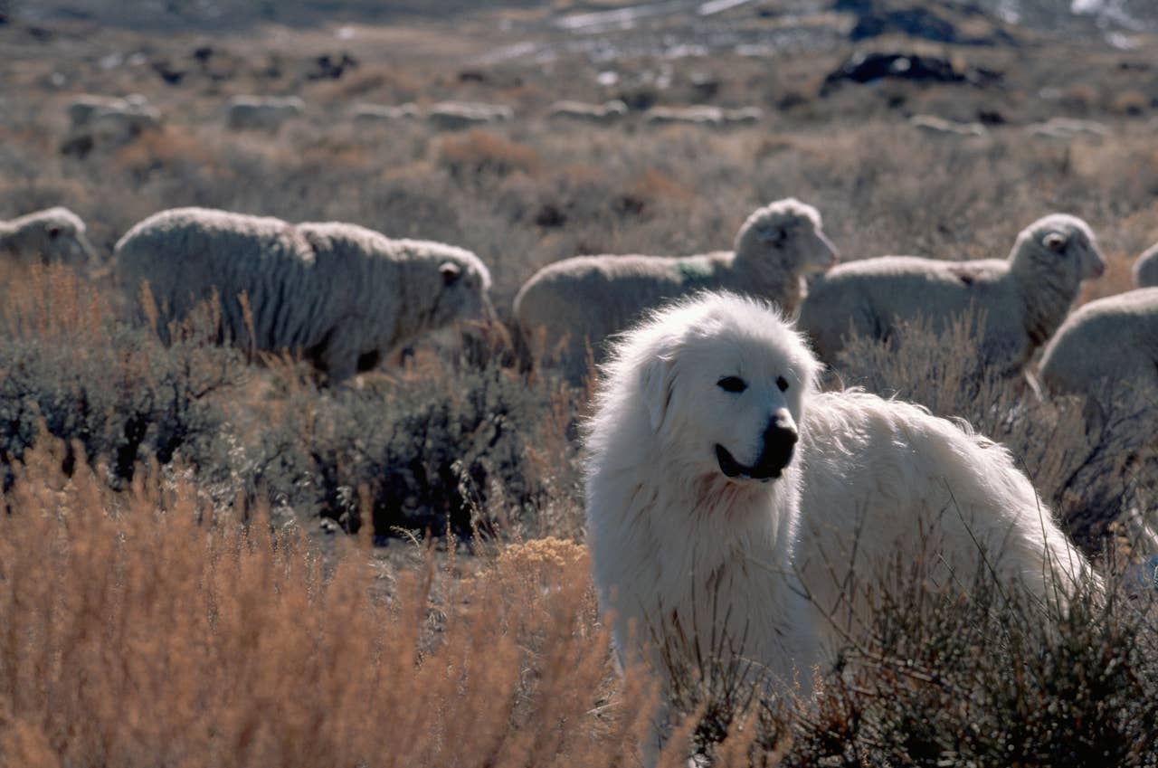 10 Most Popular White Dog Breeds, According to a Vet - PetHelpful