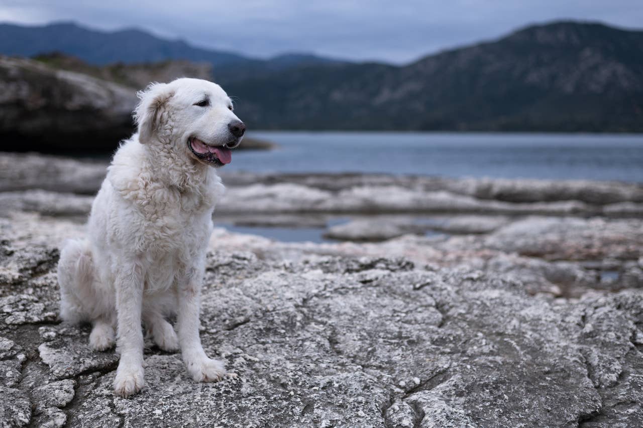 10 Most Popular White Dog Breeds, According to a Vet - PetHelpful