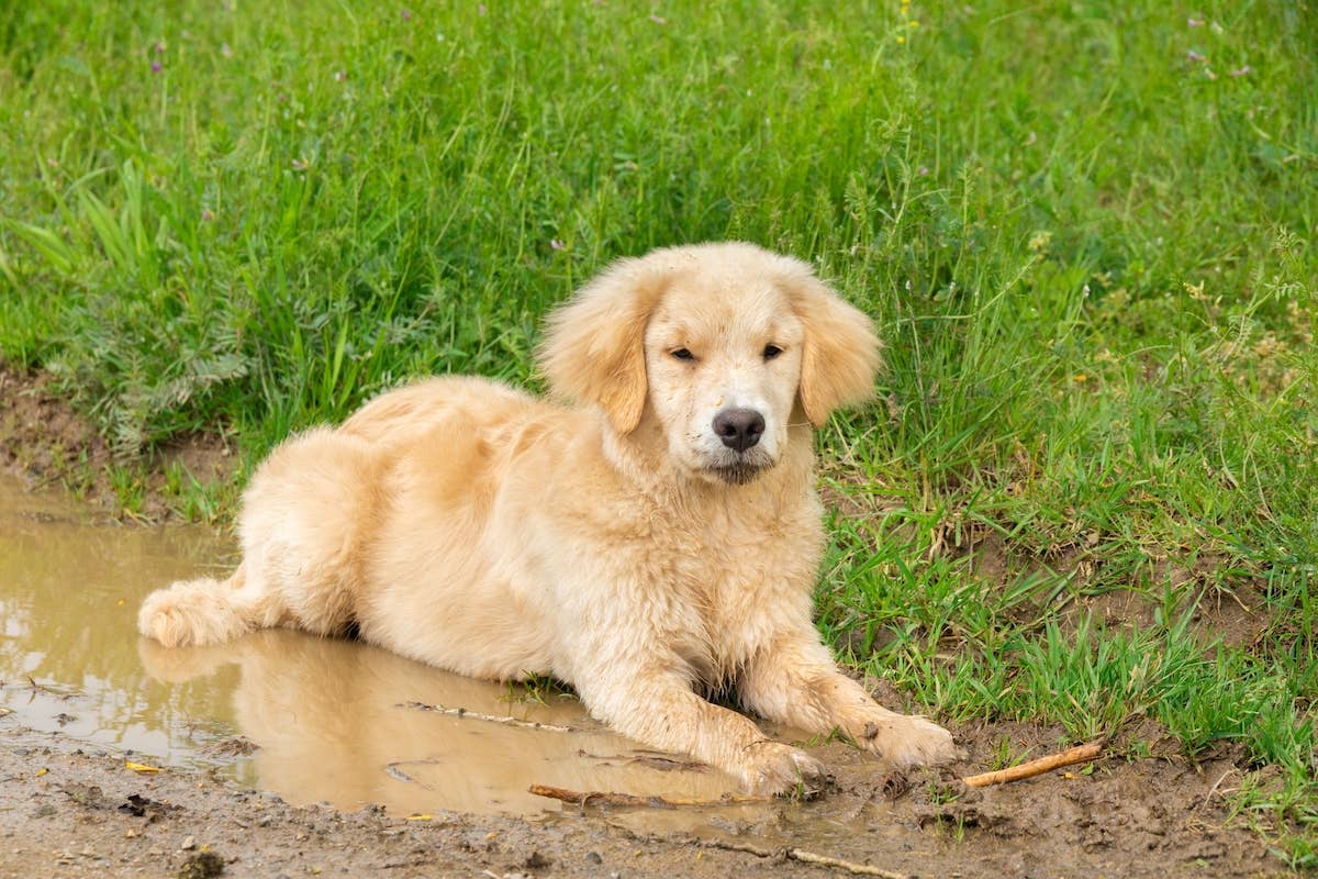 How Long After a Dog Loses Her Mucus Plug Does Labor Start? - PetHelpful