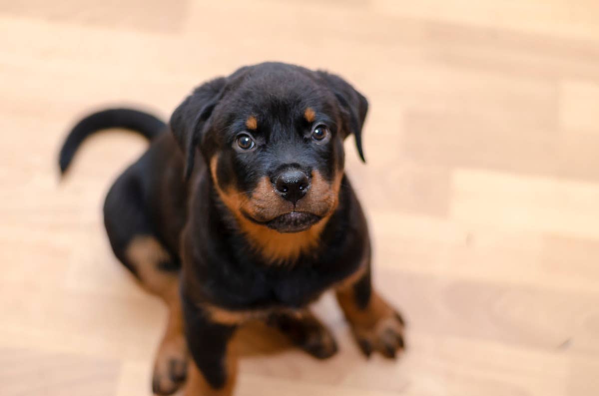 Rottweiler Puppy Grows up, and Frenchie Big Sister Realizes They’re No ...