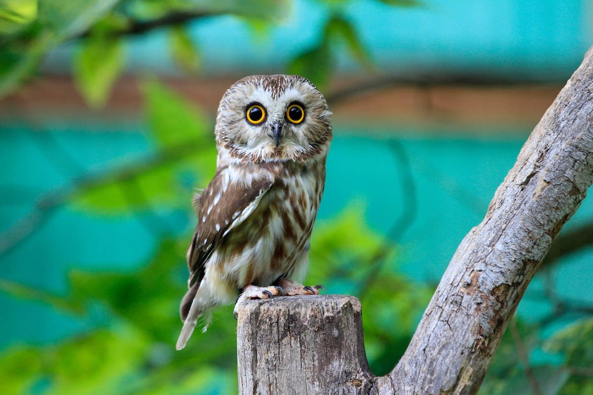 'Pocket-Sized' Owl Rescued in Massachusetts Just Became an Internet ...