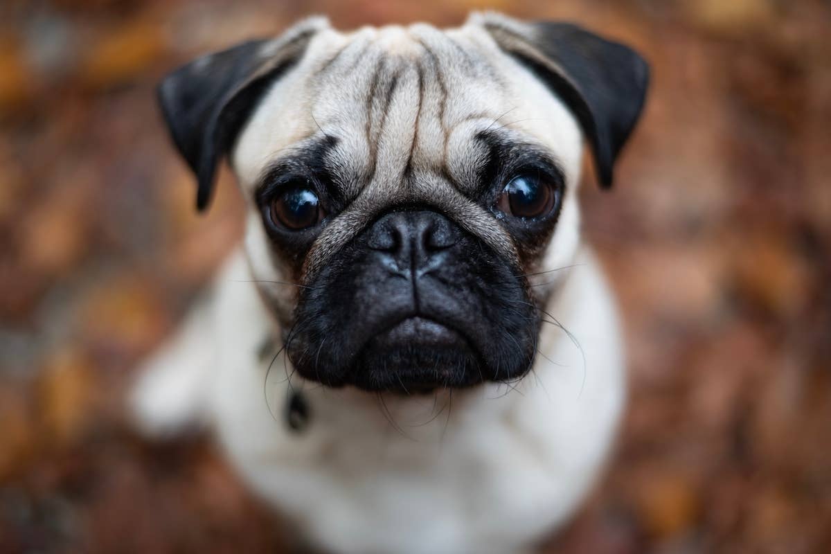 Brave Little Pug Protecting Her Rottweiler Brother From the Vacuum Is ...
