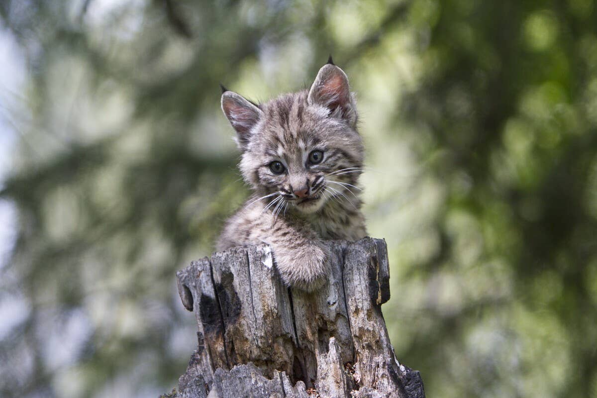 Playful Bobcat Siblings Thriving After Being Orphaned Have Social Media ...