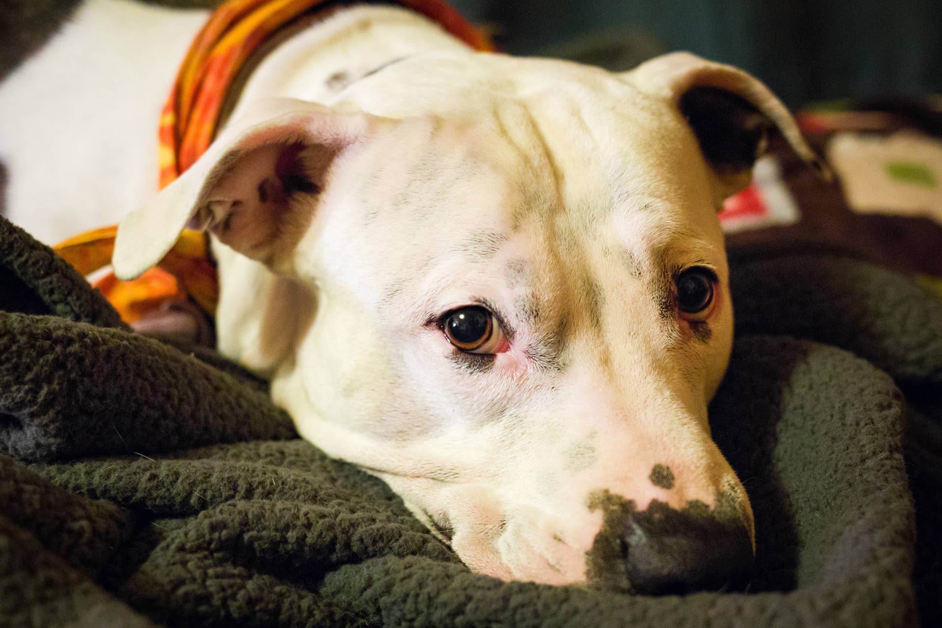 Precious Rescue Dog Crying Because He Can’t Play With His Baby Chick ...