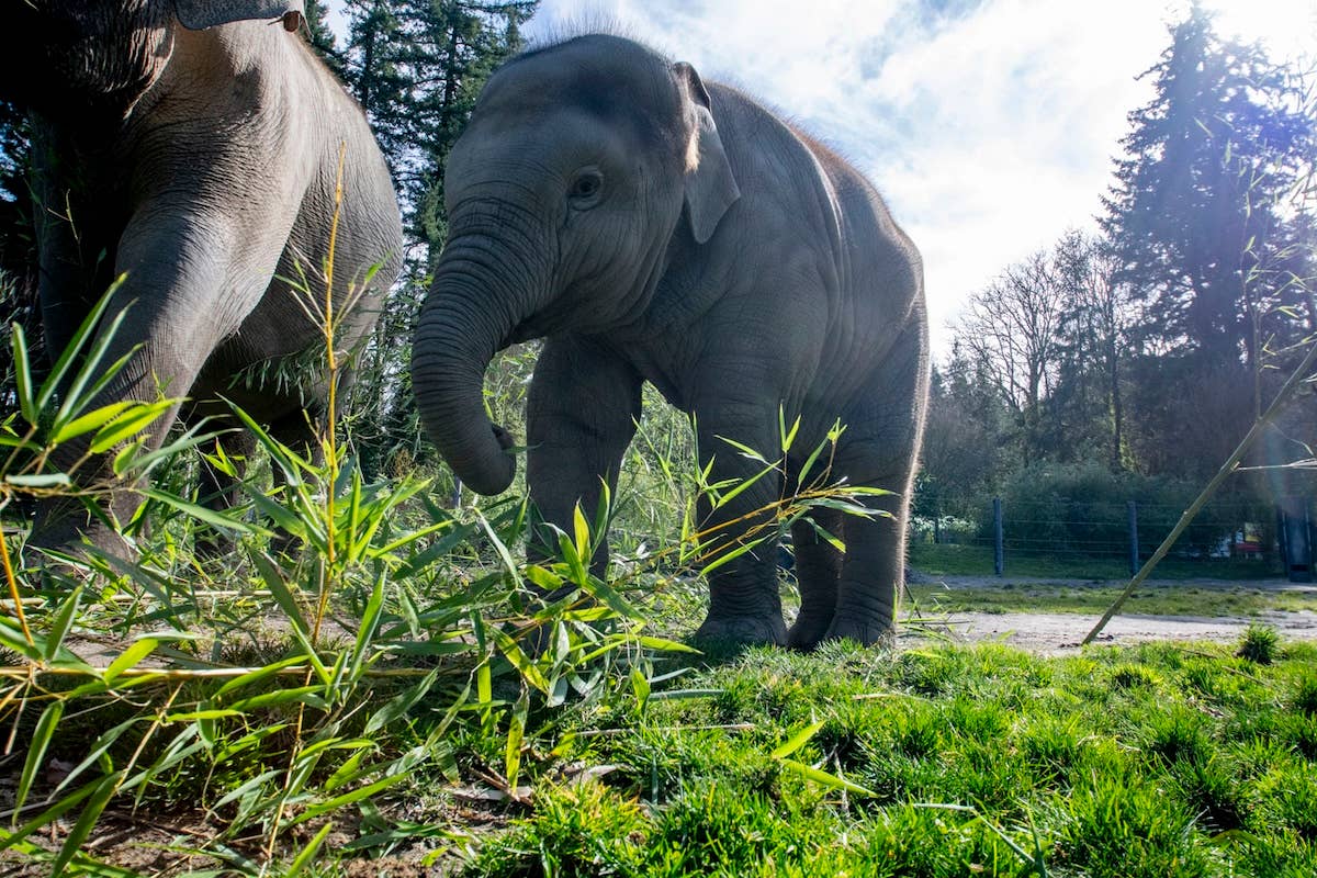 Baby Elephant Eating Her 'Crunch Brunch' Is to Die For - PetHelpful