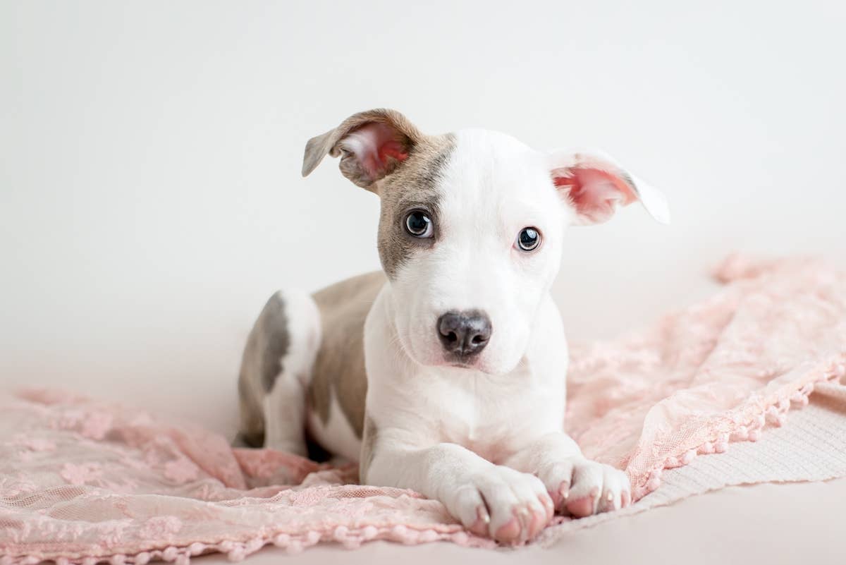 Adorable 'Itty Bitty Foster Pittie' Puppy Refusing to Get Out of Bed Is ...
