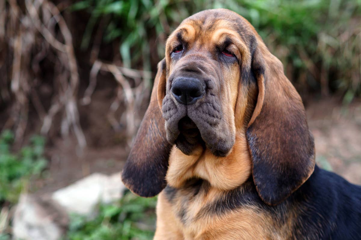 Heroic Bloodhound Rescues Autistic Florida Teen Who Wandered Away and ...