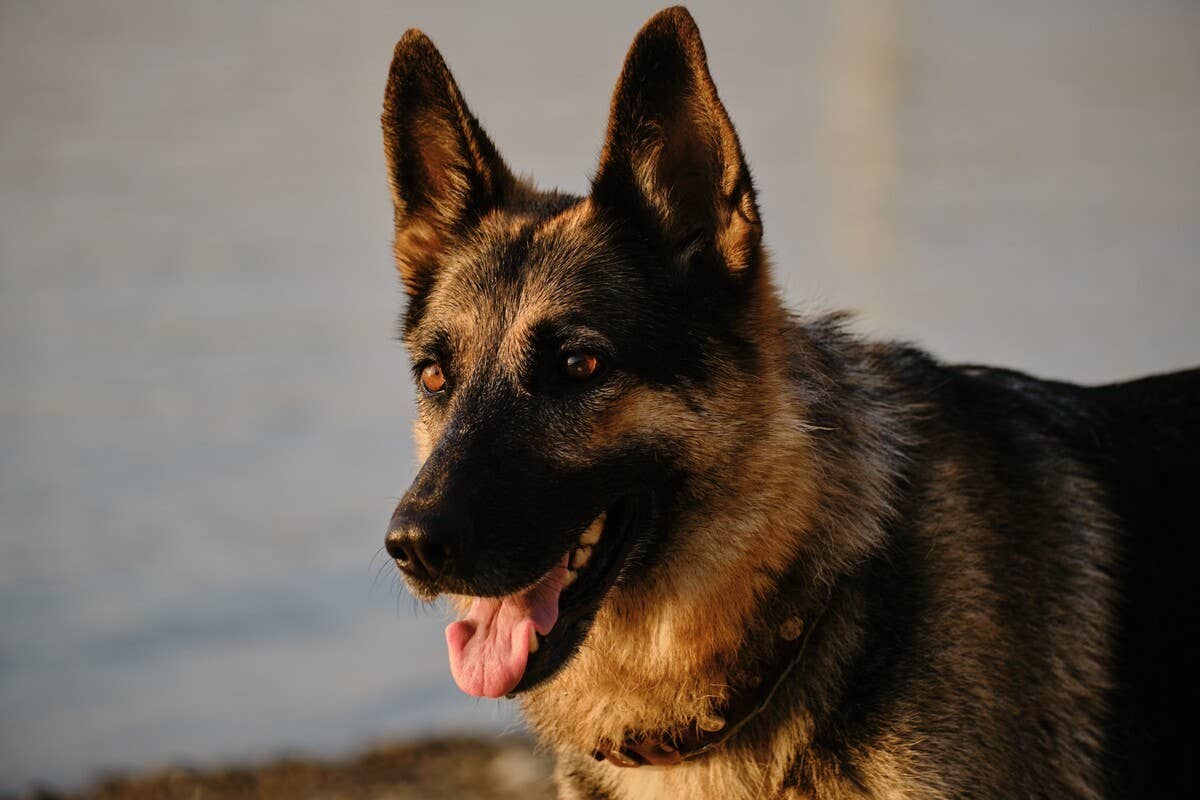 Precious German Shepherds Having a Splashing Good Time With Human ...