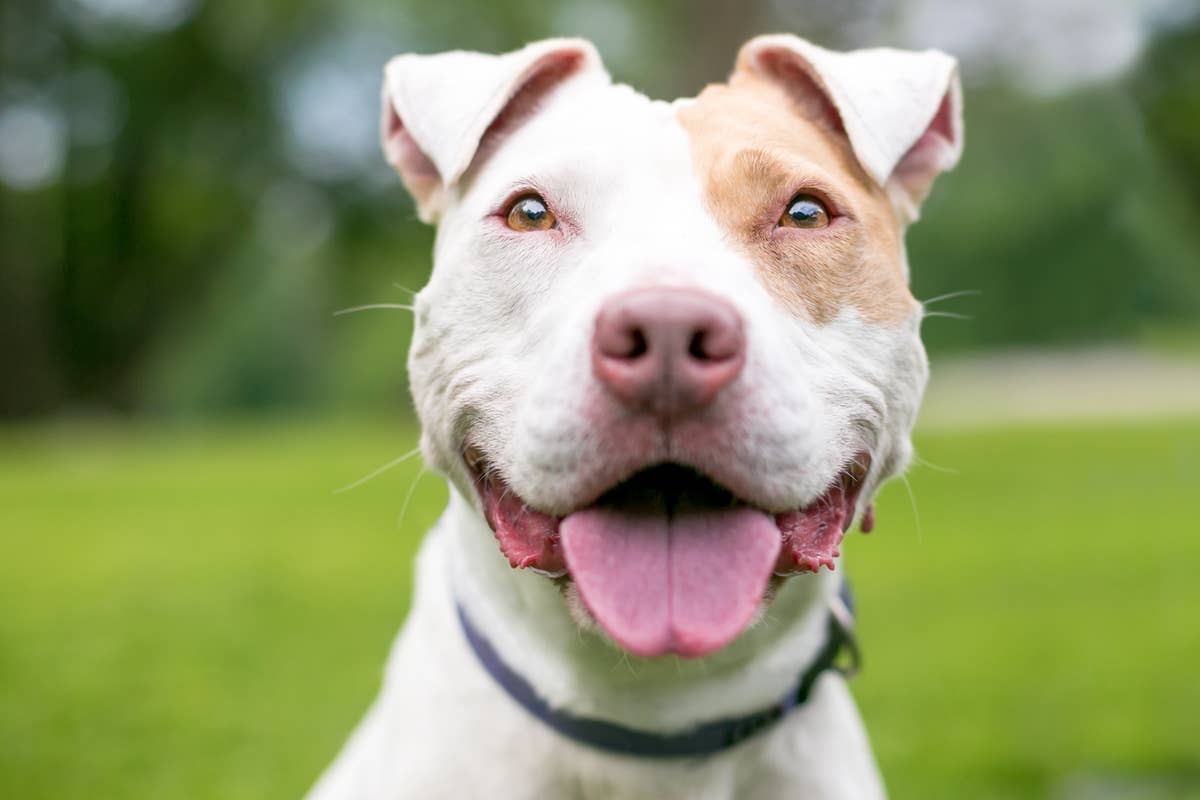 Pit Bulls: Cute Clips, Sweet Stories & Breed Highlights - PetHelpful