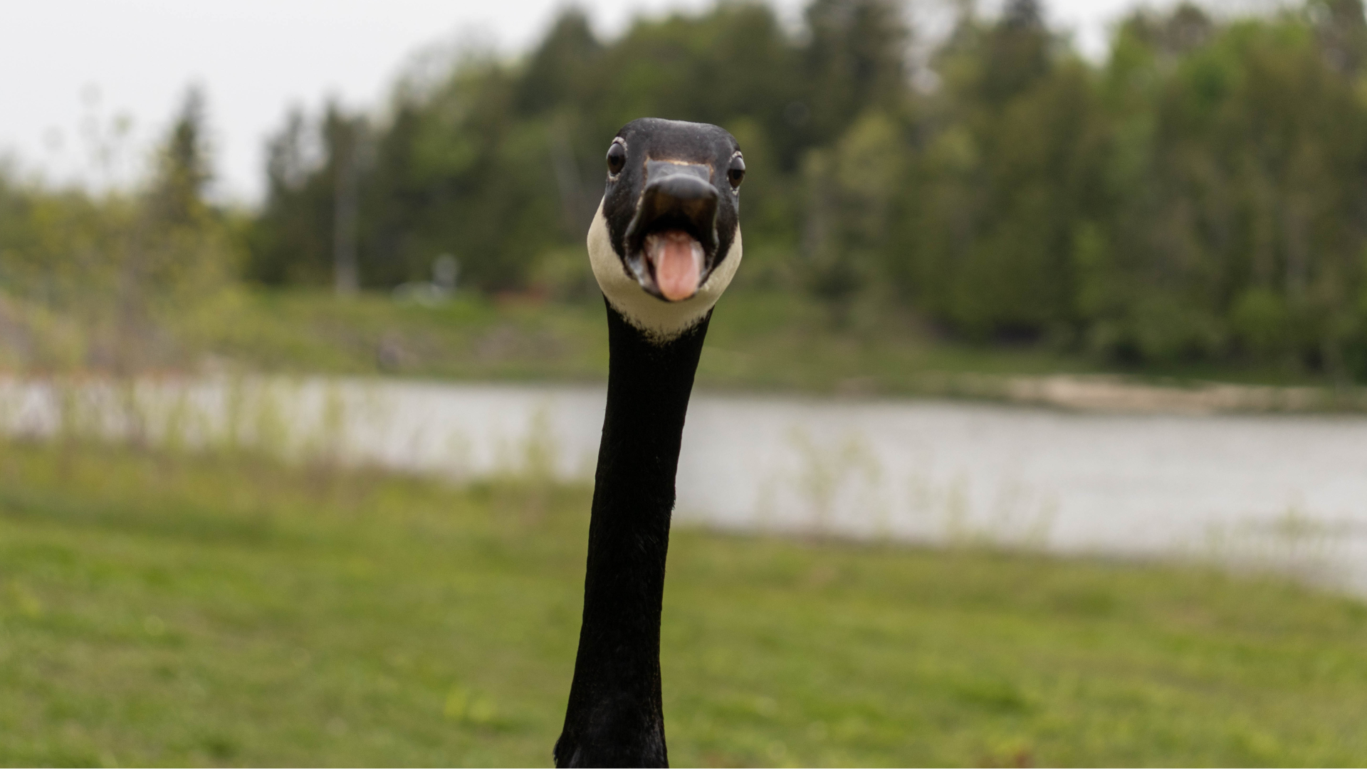 Rogue Goose Won't Stop Attacking Students at Florida University and ...