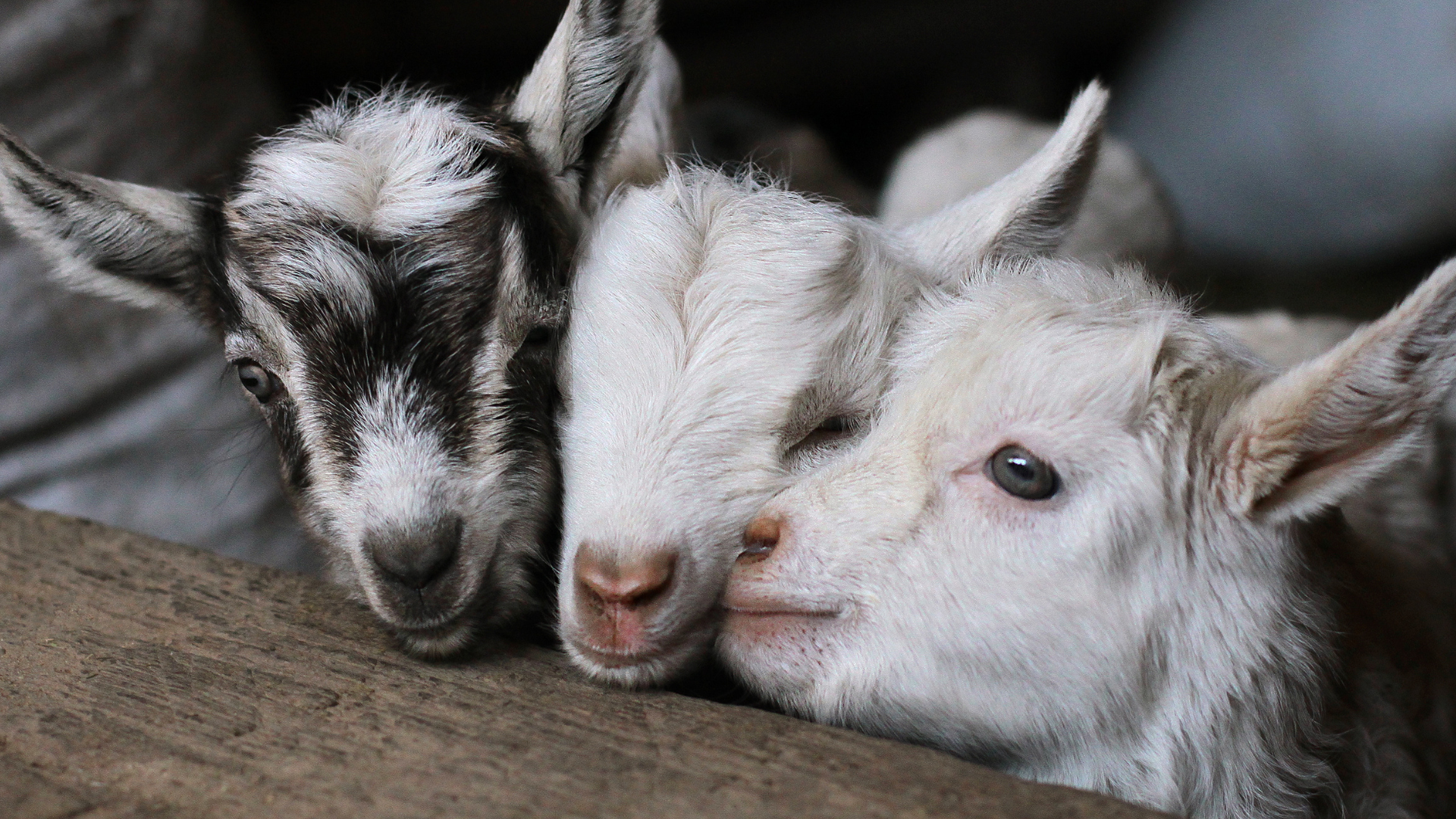Toddler Sitting Smack Dab in a Baby Goat Sandwich Gets Instant Friends ...