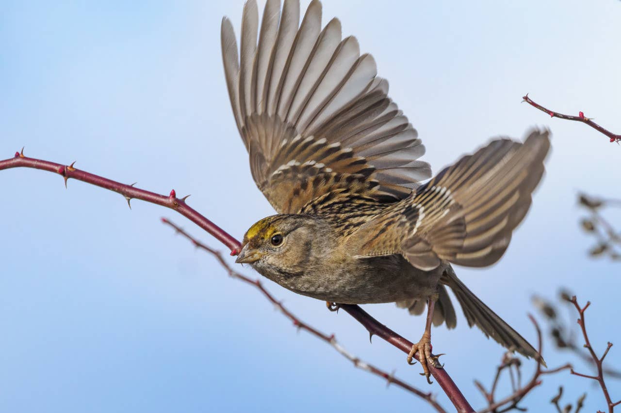 Spiritual Meaning of Birds: Their Unique Symbolism in Life - PetHelpful