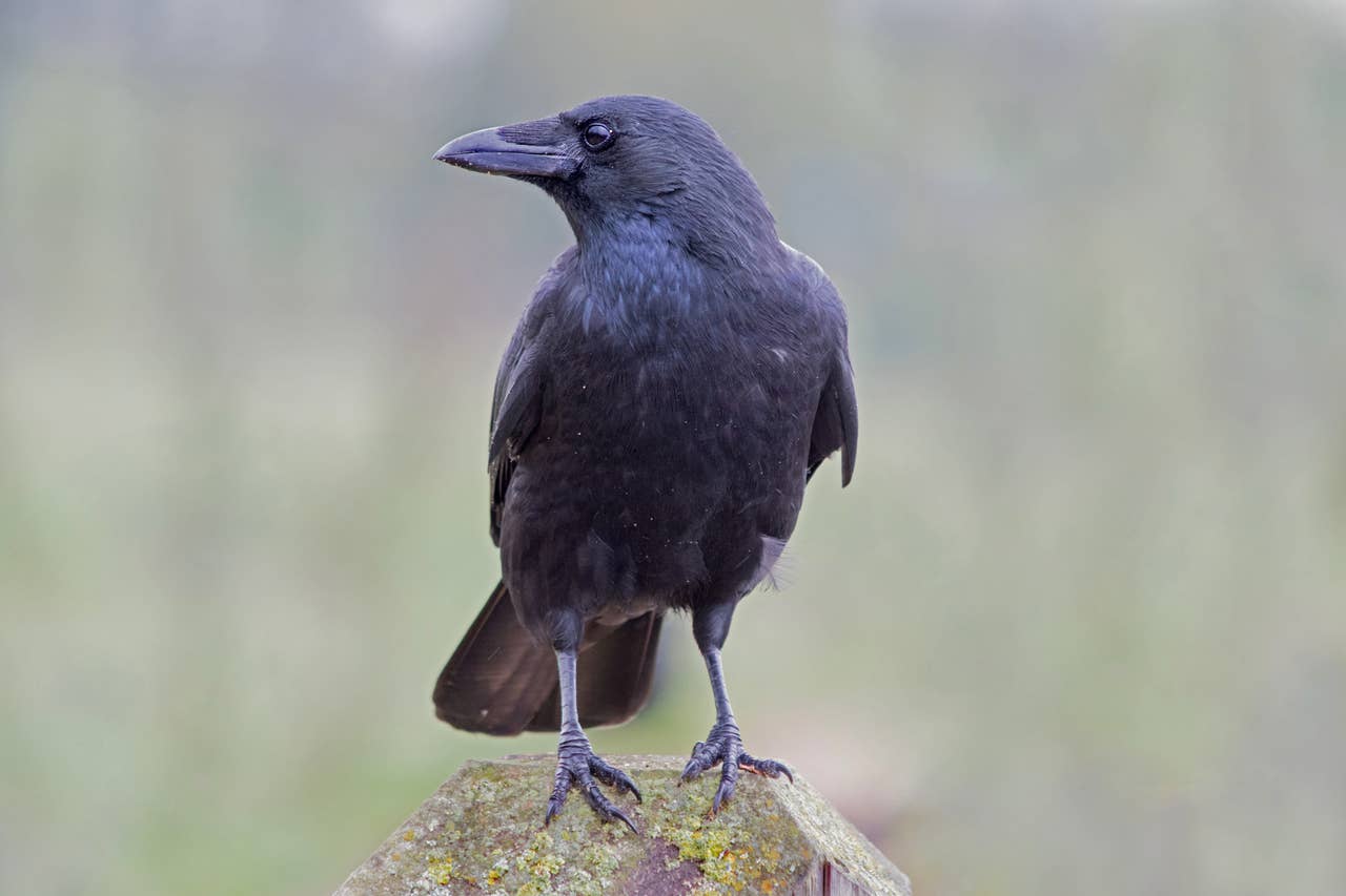 Spiritual Meaning of Birds: Their Unique Symbolism in Life - PetHelpful