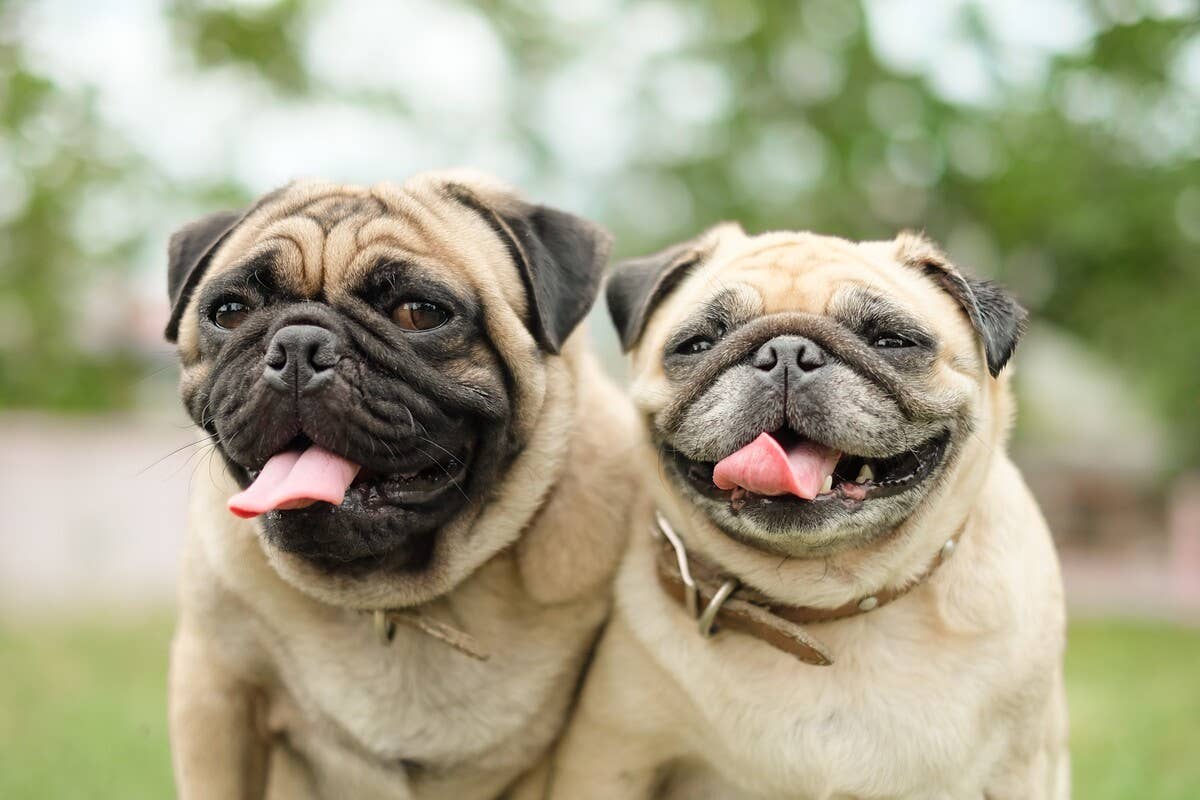 Pugs - PetHelpful
