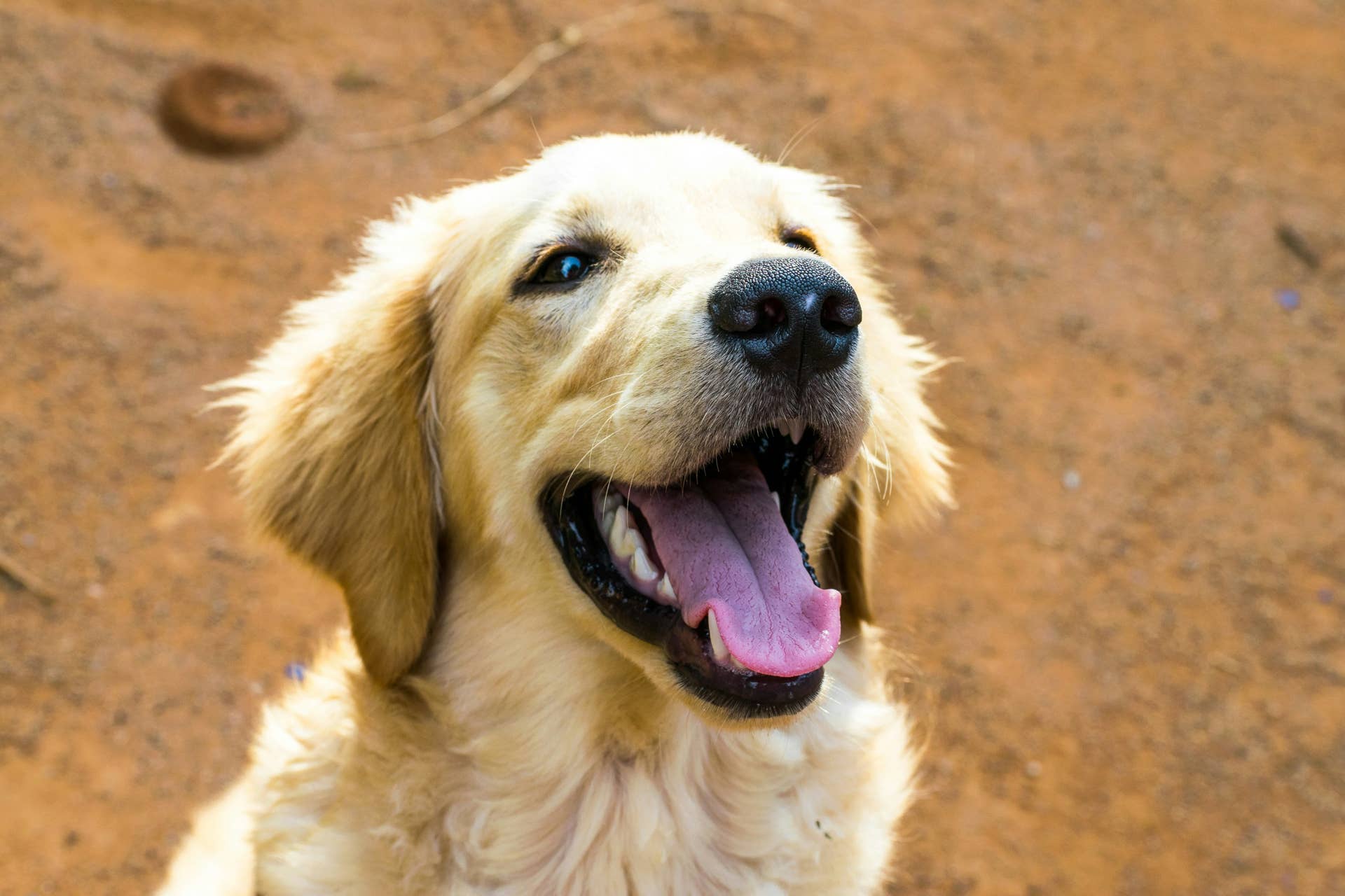 Seromas in Dogs: Causes, Pictures, Treatment & Prevention - PetHelpful