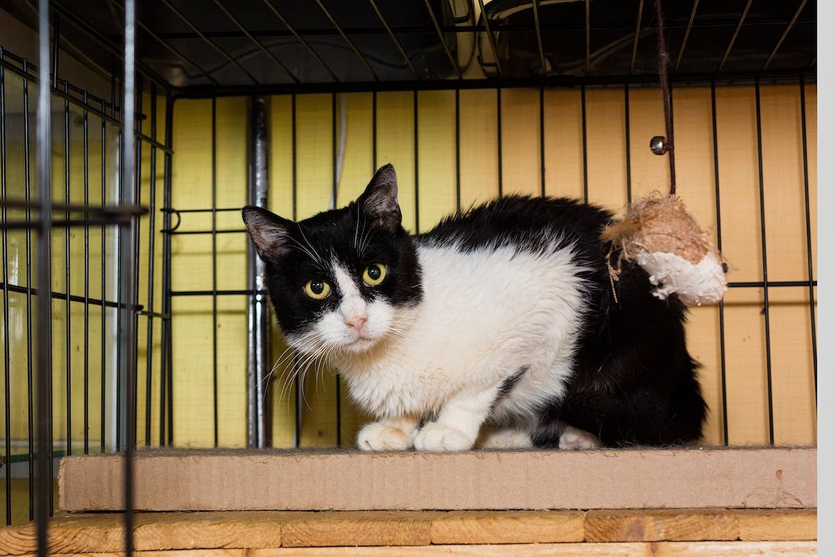 Cat Who 'Lost Everything in One Day' Only Wants a Friend, and It'll ...