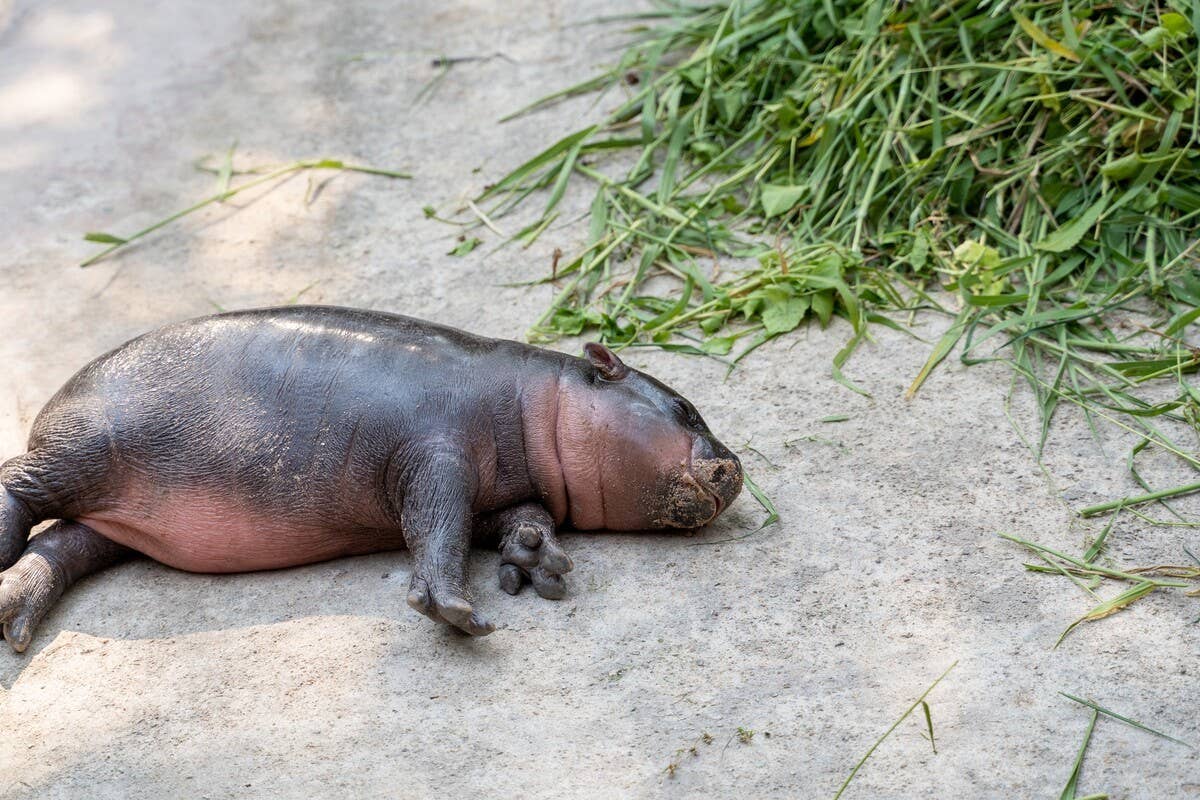 Baby Pygmy Hippo’s Irresistible Expression While Receiving Belly Rubs ...