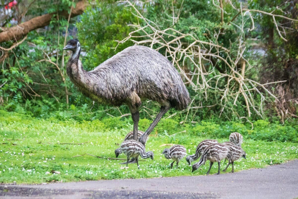 Rejected Emu ‘Has Found His Calling’ As the Ultimate Surrogate Dad to ...