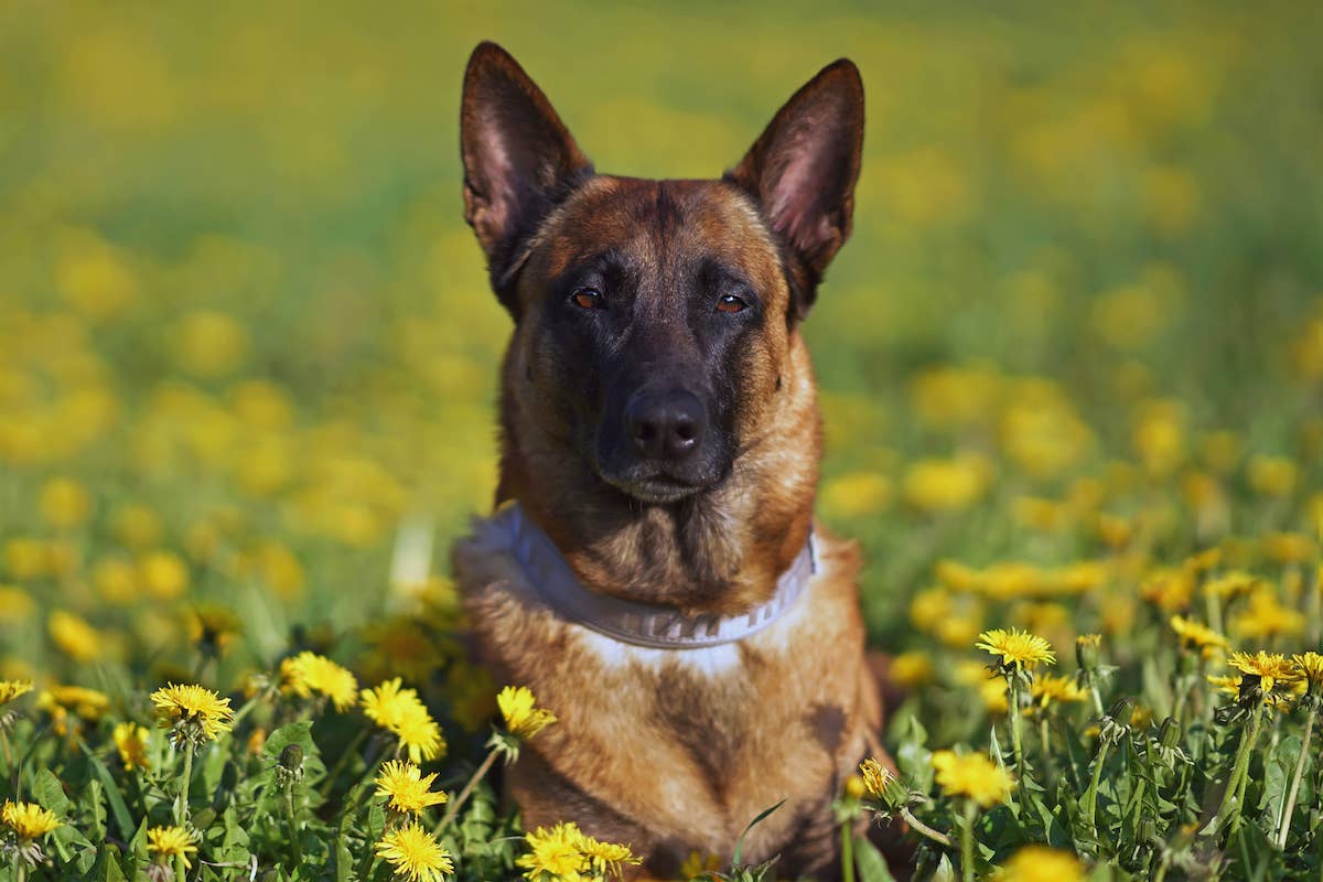 Belgian Malinois Refuses to Stop Playing His Favorite Game With His Kid ...