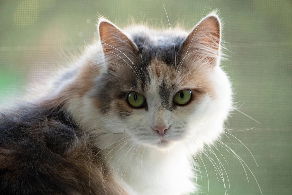 Calico Cat Goes Head-to-Head With 2 Big Bears Like the Ultimate Boss ...