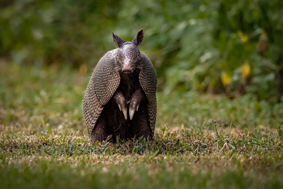 Armadillo's Surprise Encounter With the Neighborhood Cat Couldn't Be ...
