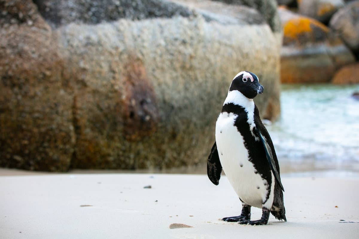Paco the Penguin Says ‘Not Today!’ to His Swim and It’s Hilarious ...