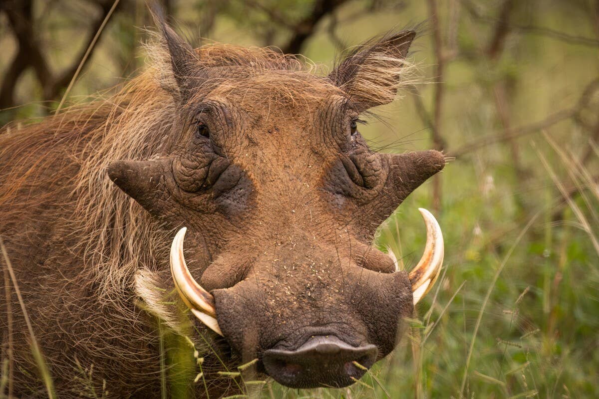 Warthog and Meerkat Hanging Out Together at Rescue Shelter Are the Real ...