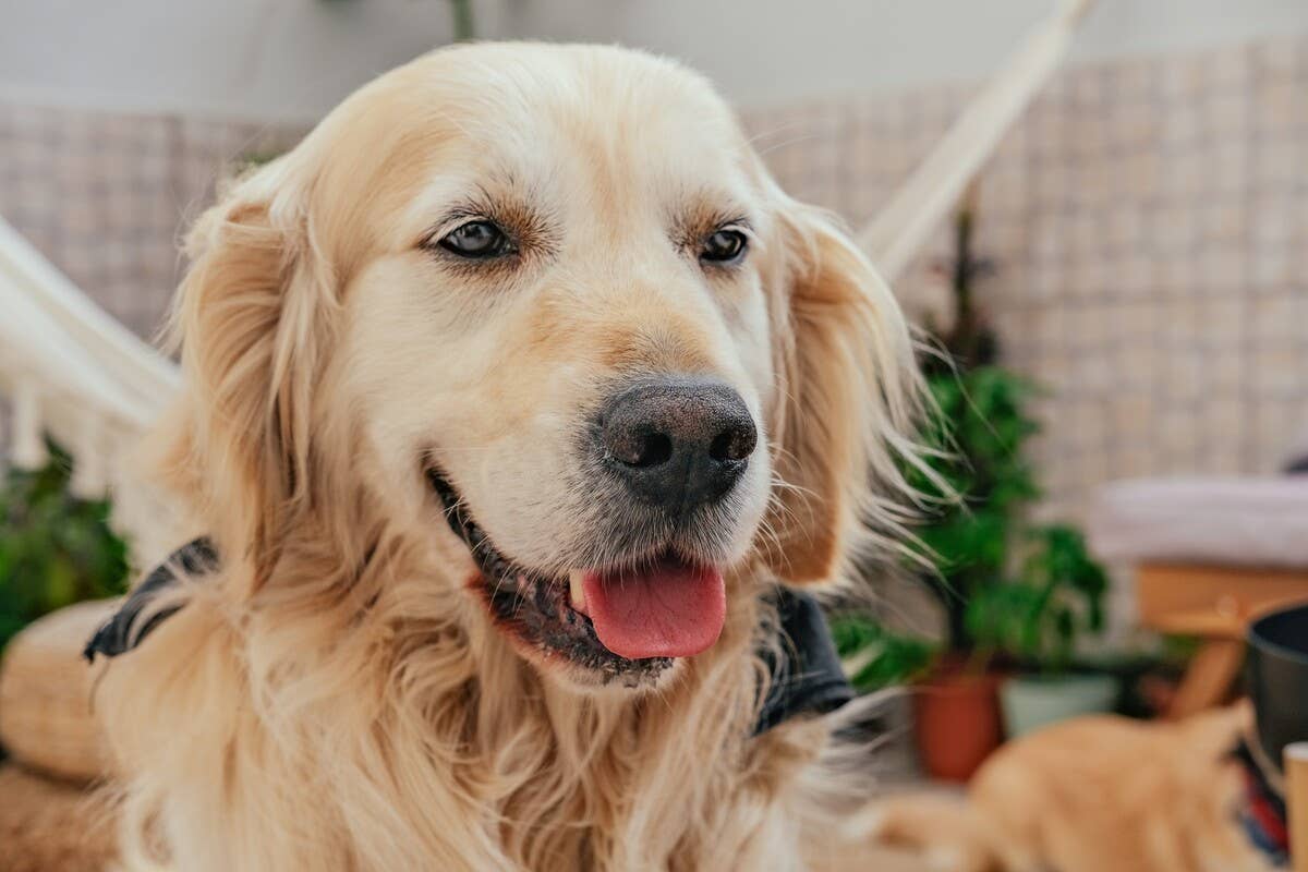 Precious Golden Retriever’s Clever Way of Getting Mom Out of Bed in the ...