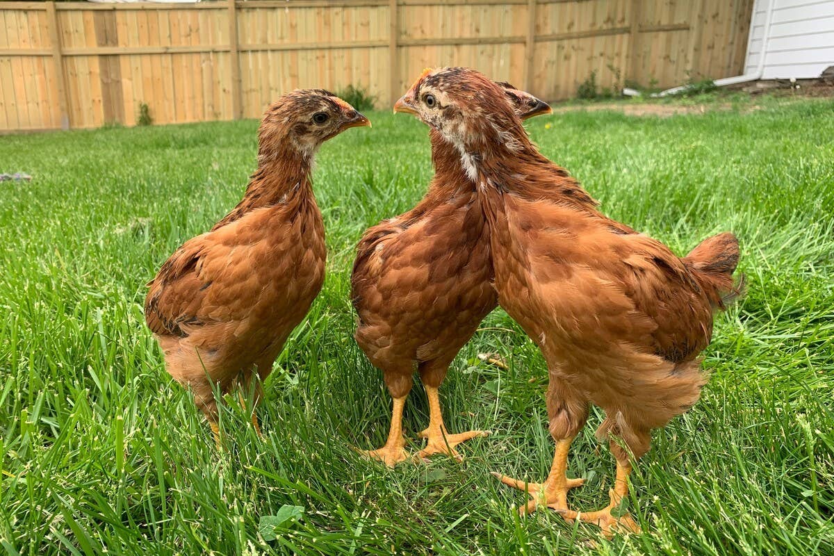Golden Retriever Who’s a ‘Fur Daddy to Teenage Chickens’ Understands ...