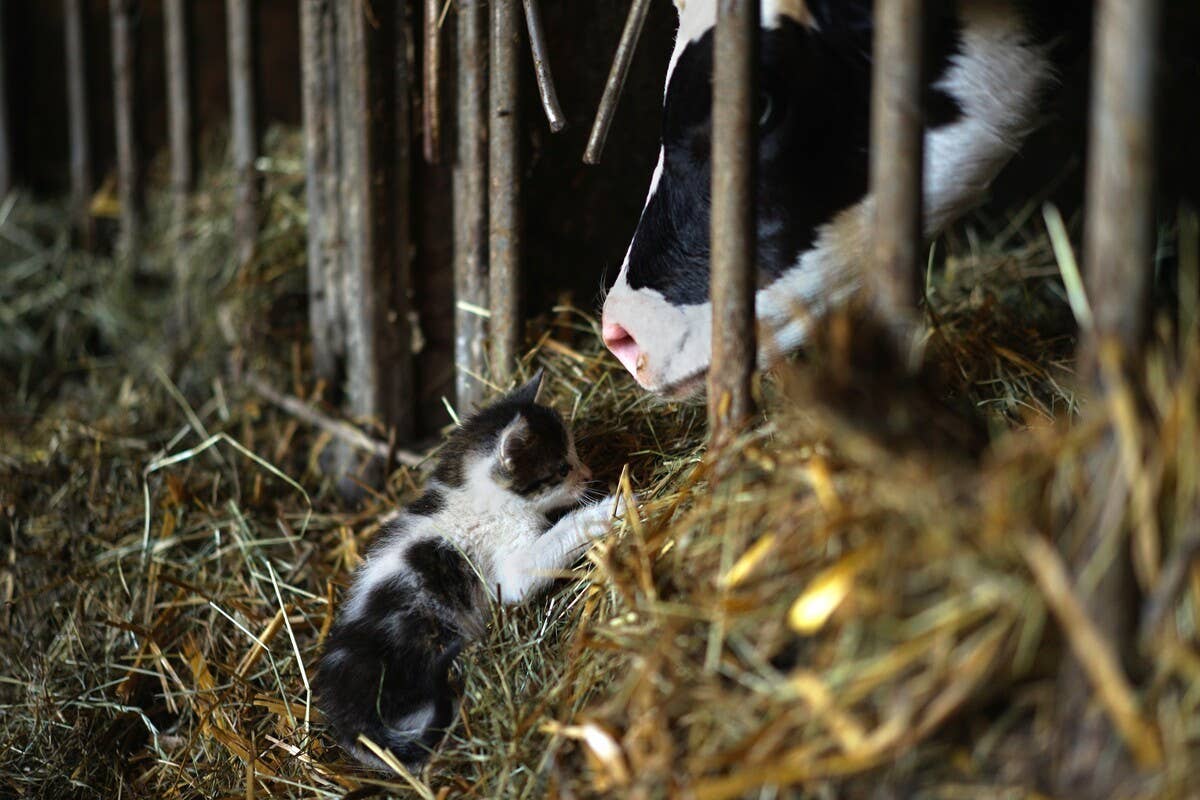 Affectionate Cow Licking ‘Matching’ Farm Cat Bestie Is Beyond Precious ...