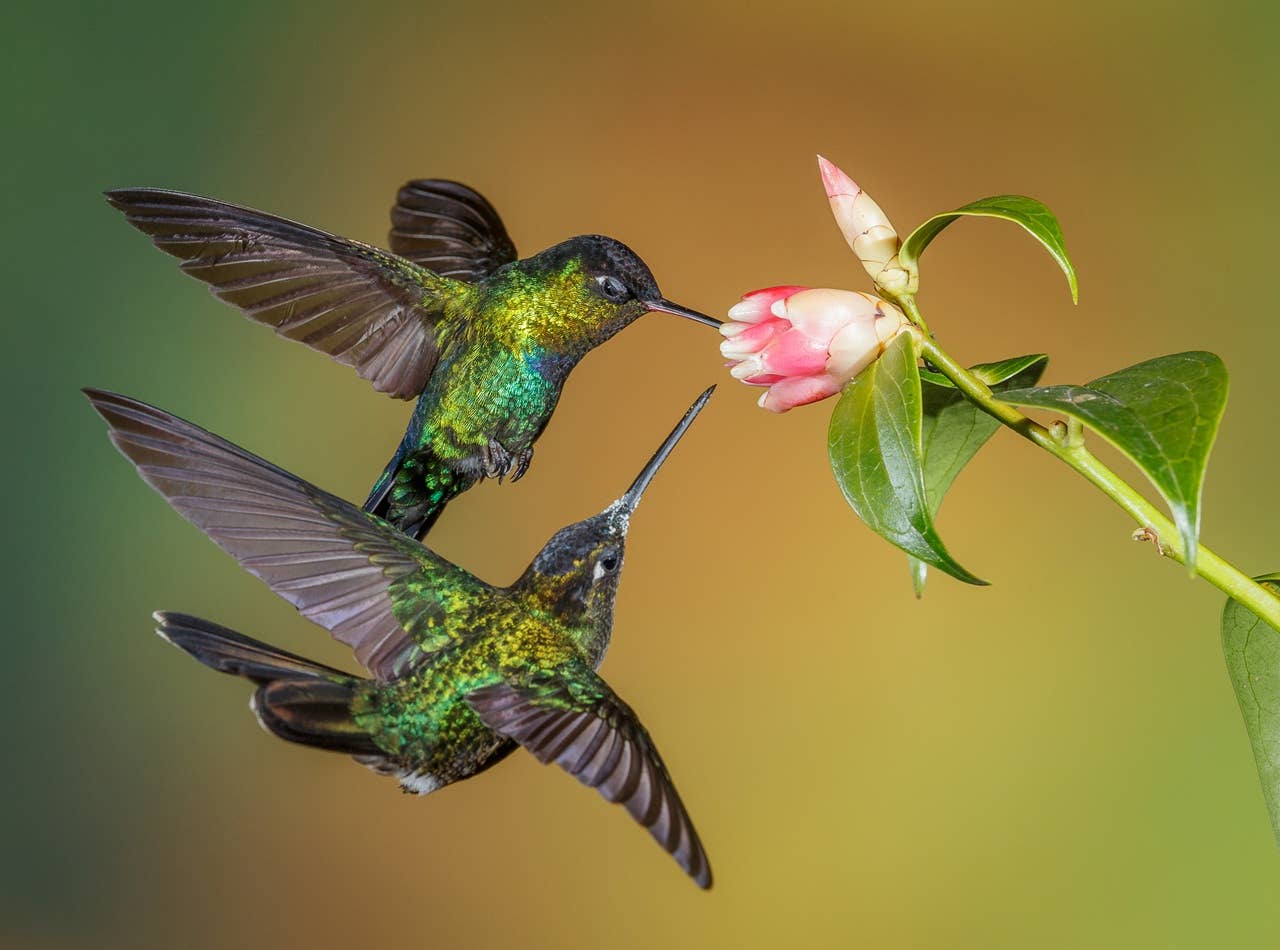 Hummingbird Spring Migration Map 2026: When and Where - PetHelpful
