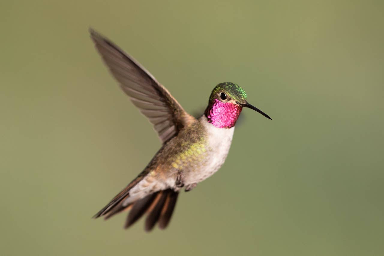 Hummingbird Spring Migration Map 2026: When and Where - PetHelpful