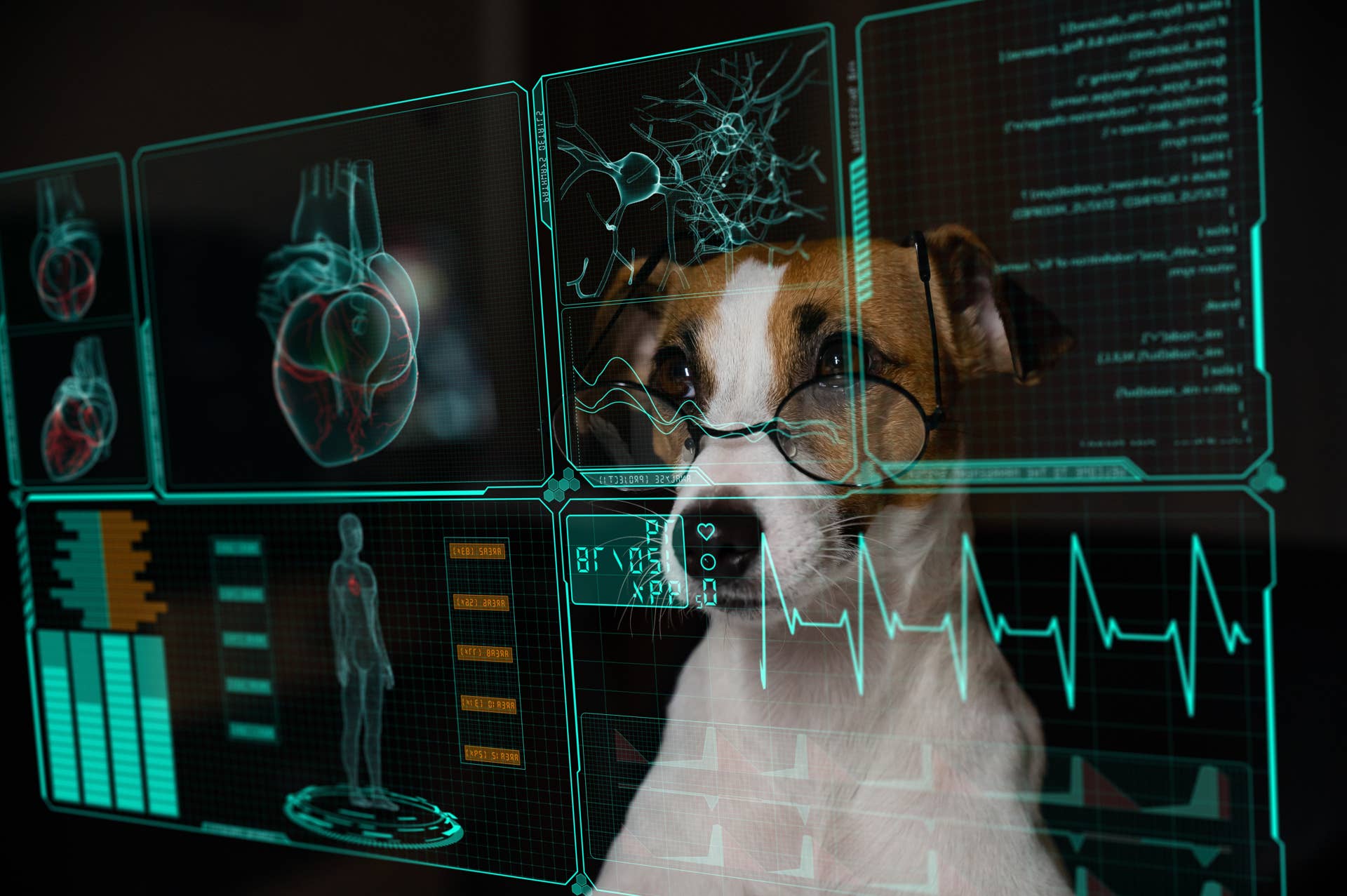PawCo Introduces Custom Dog Nutrition Assistant - PetHelpful