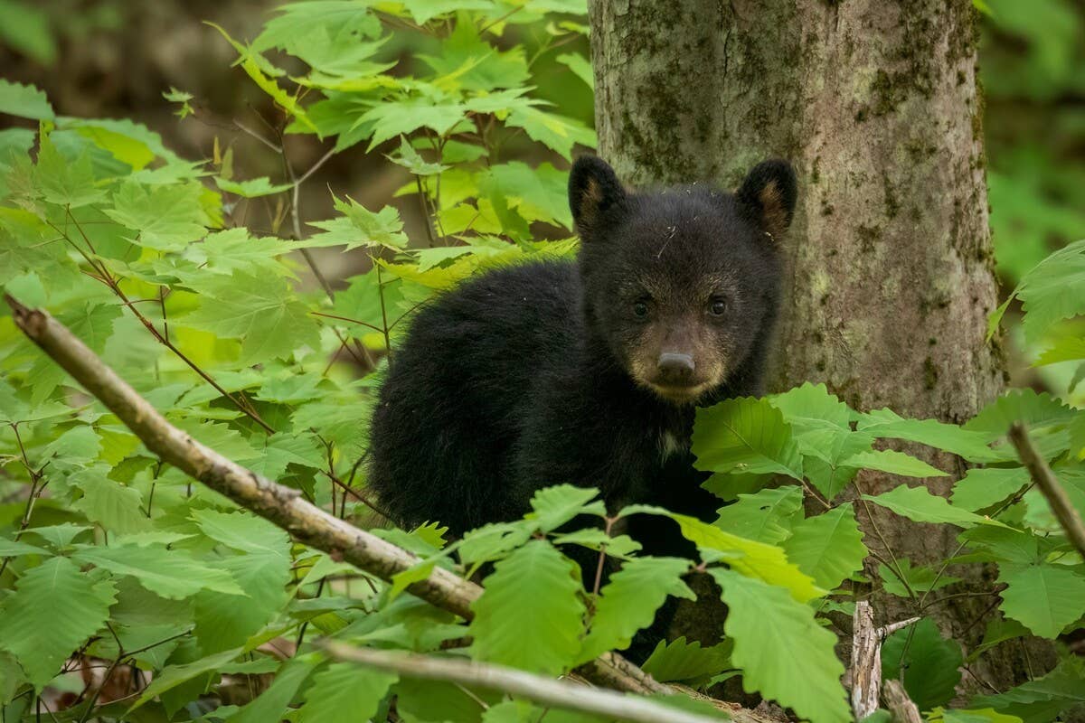 Up-Close Footage of Brown Bear Cubs Running Carefree on the Beach Is ...