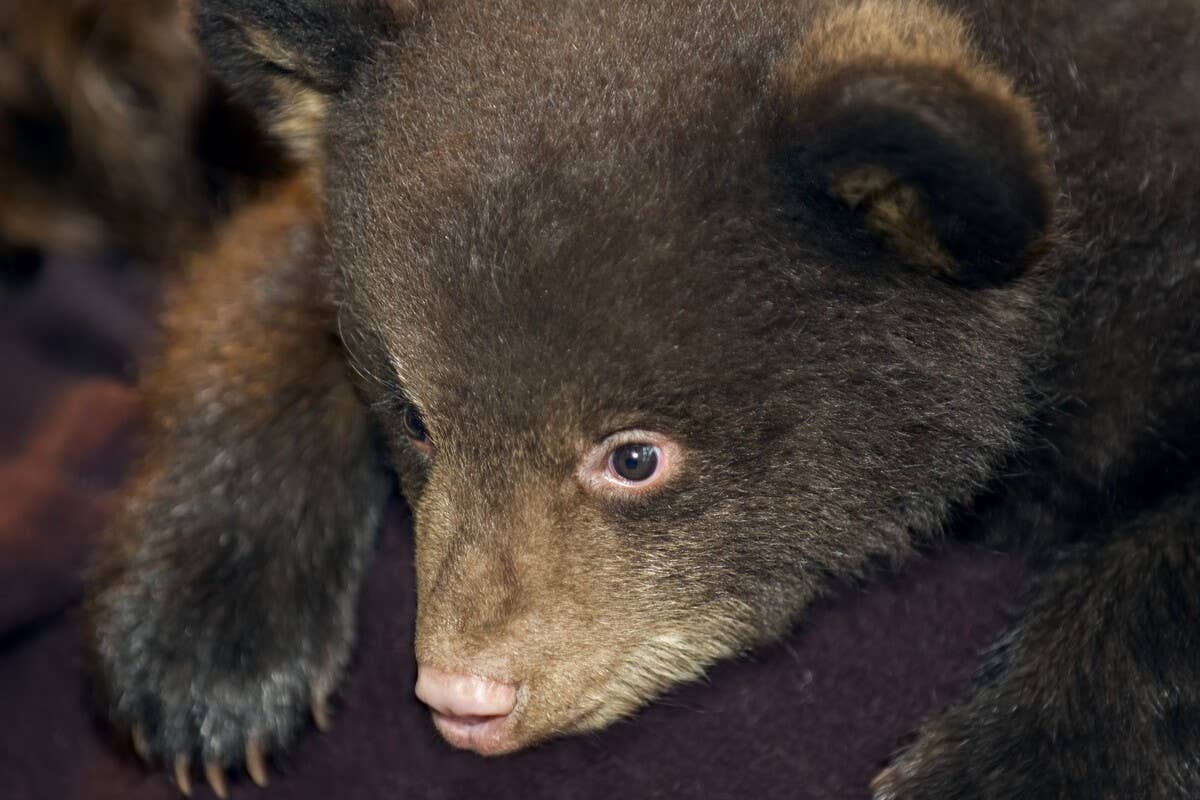 Kind Campers Rescue Newborn Orphaned Bear Cubs After Hearing Their ...