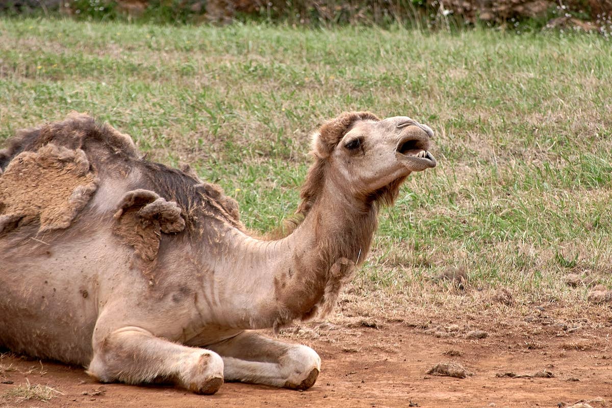 What Do Camels Sound Like? It's Not What You Would Expect - PetHelpful