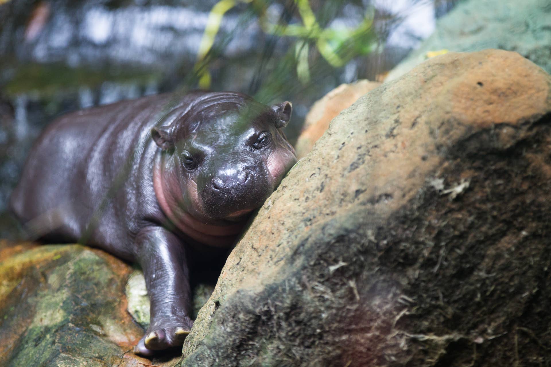Stubborn Baby Pygmy Hippo Won’t Leave Ledge, and Keepers Are on Edge ...