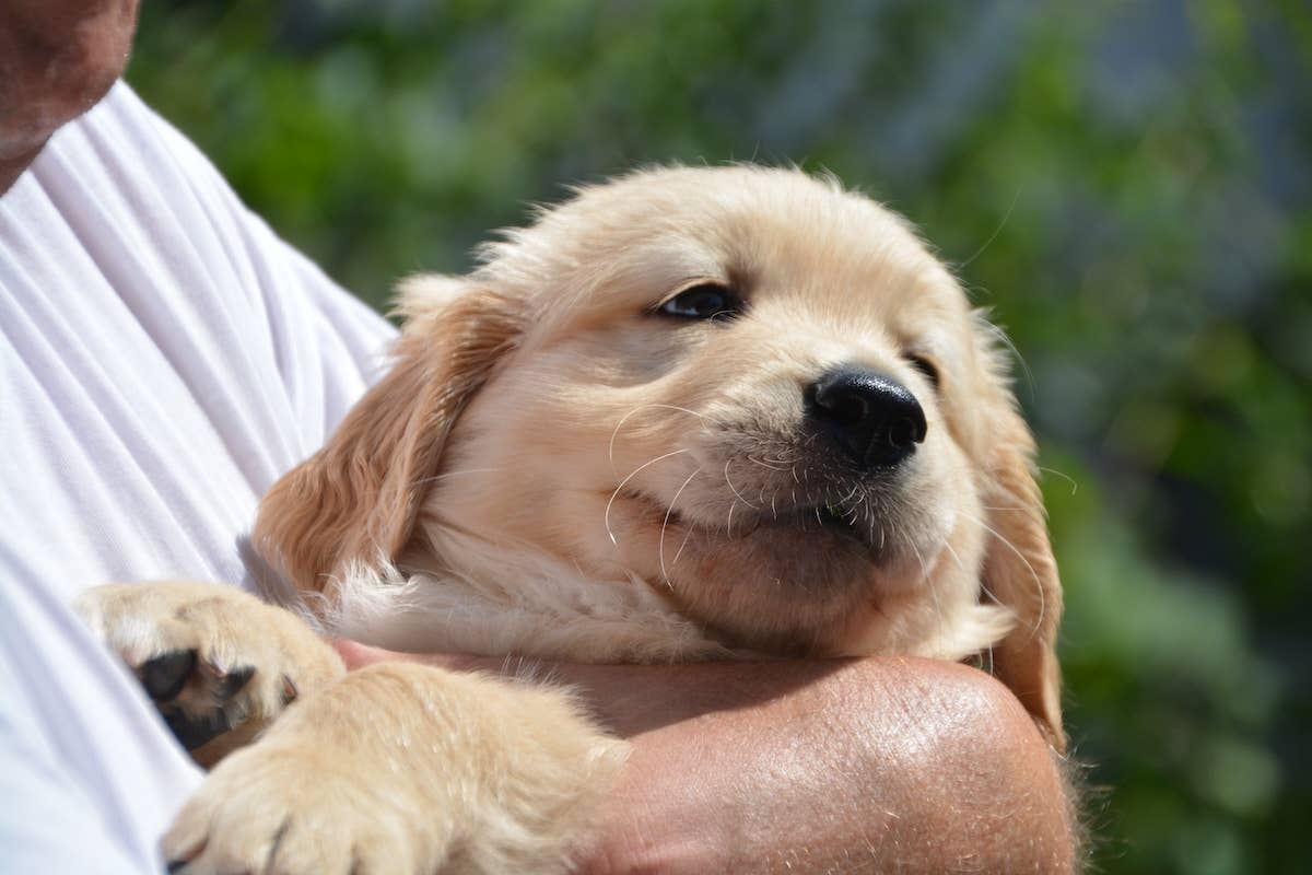 Golden Retriever Puppy's First Starbucks Run Is Pure Cuteness Overload ...