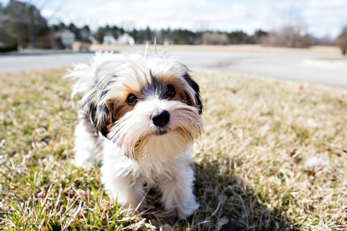 Beloved Yorkie Mix Stolen From Yard by ‘Smiling’ Woman and Child Has ...