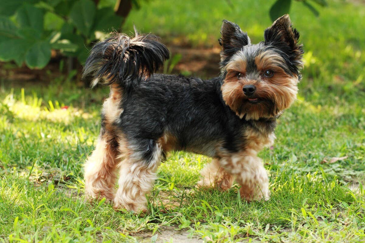 Yorkshire Terrier (Yorkies) - PetHelpful
