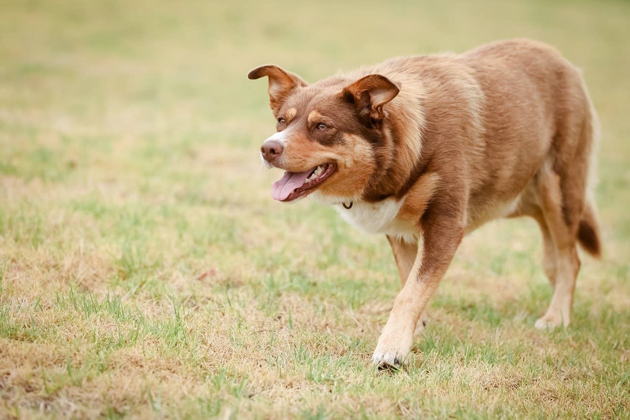 What Breed Is Bluey? Real-Life Dog Breed Explained by a Vet - PetHelpful