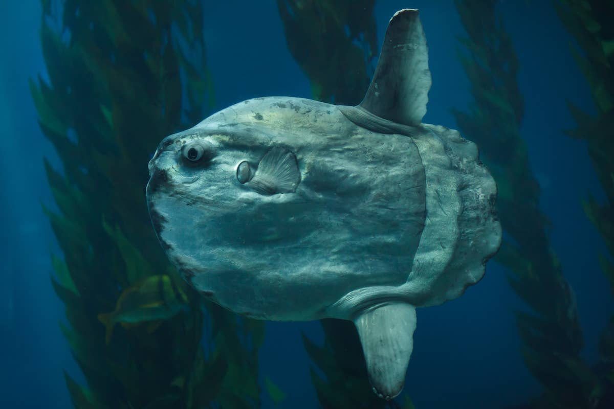 The Monterey Bay Aquarium Is Now Home to the Ocean’s Strangest Fish ...