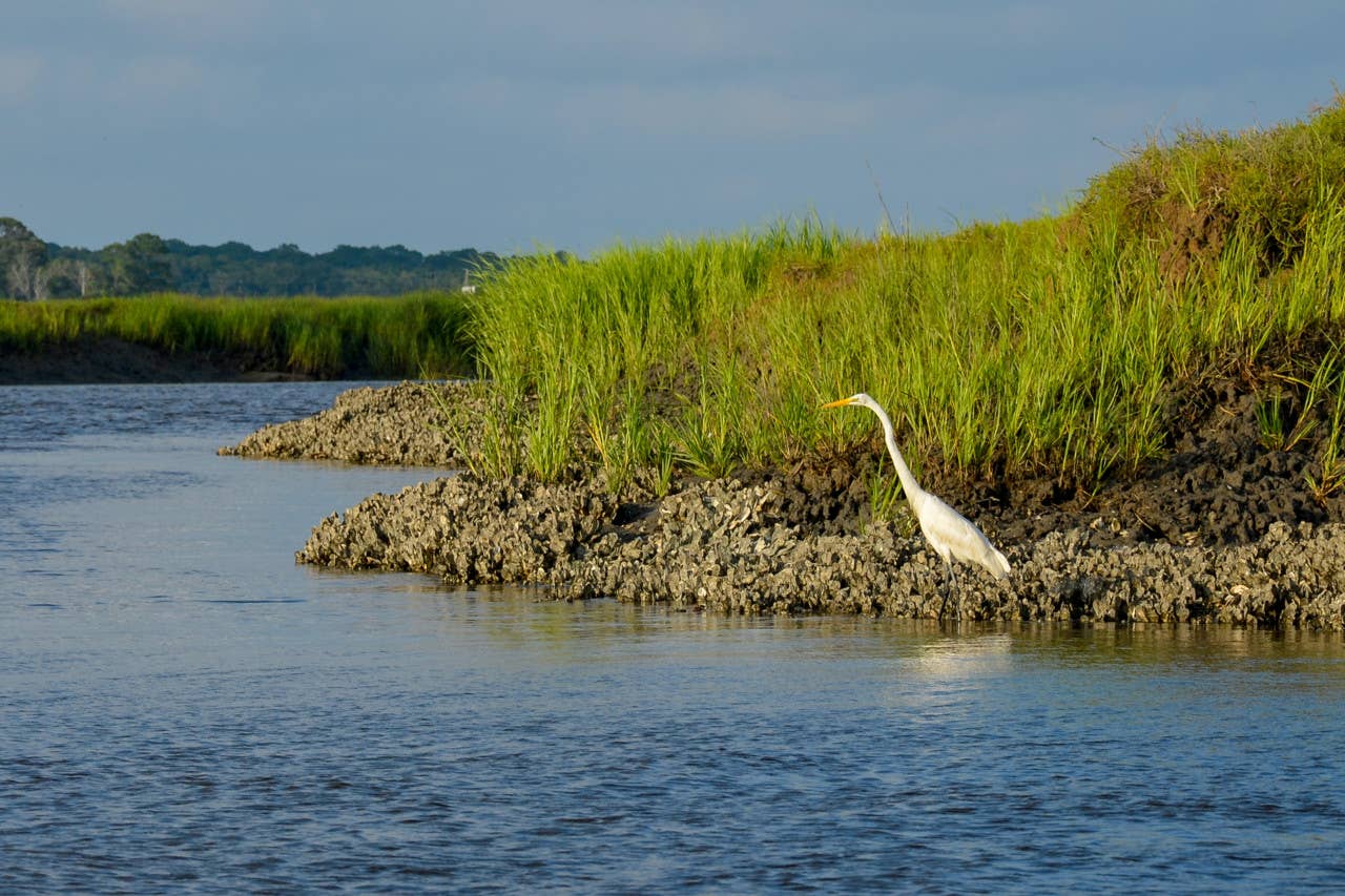 7 Best Places to See Alligators in South Carolina (Top Spots) - PetHelpful