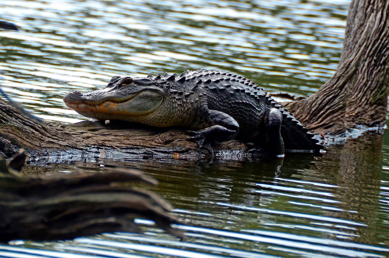 7 Best Places to See Alligators in South Carolina (Top Spots) - PetHelpful