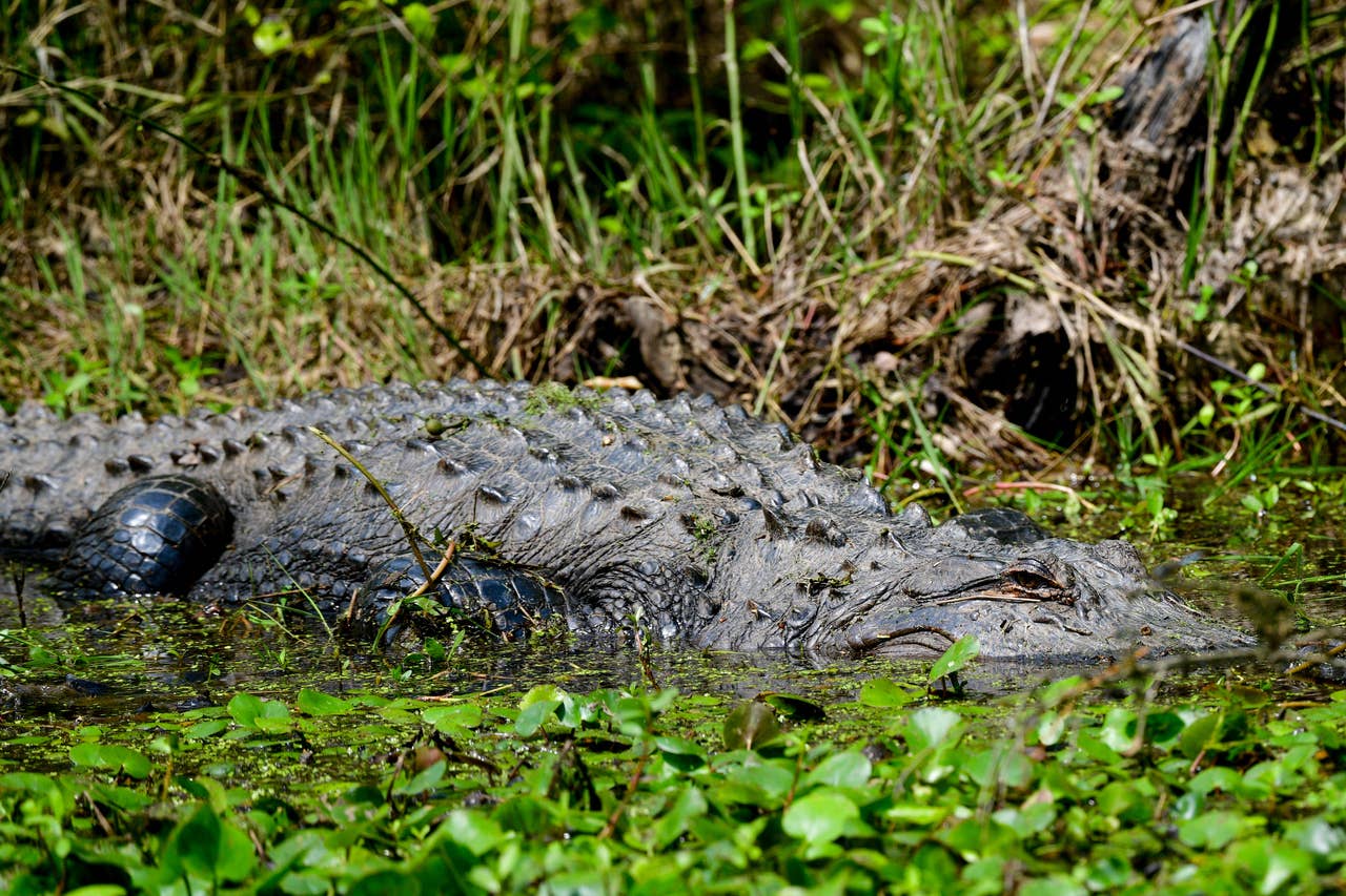 7 Best Places to See Alligators in South Carolina (Top Spots) - PetHelpful
