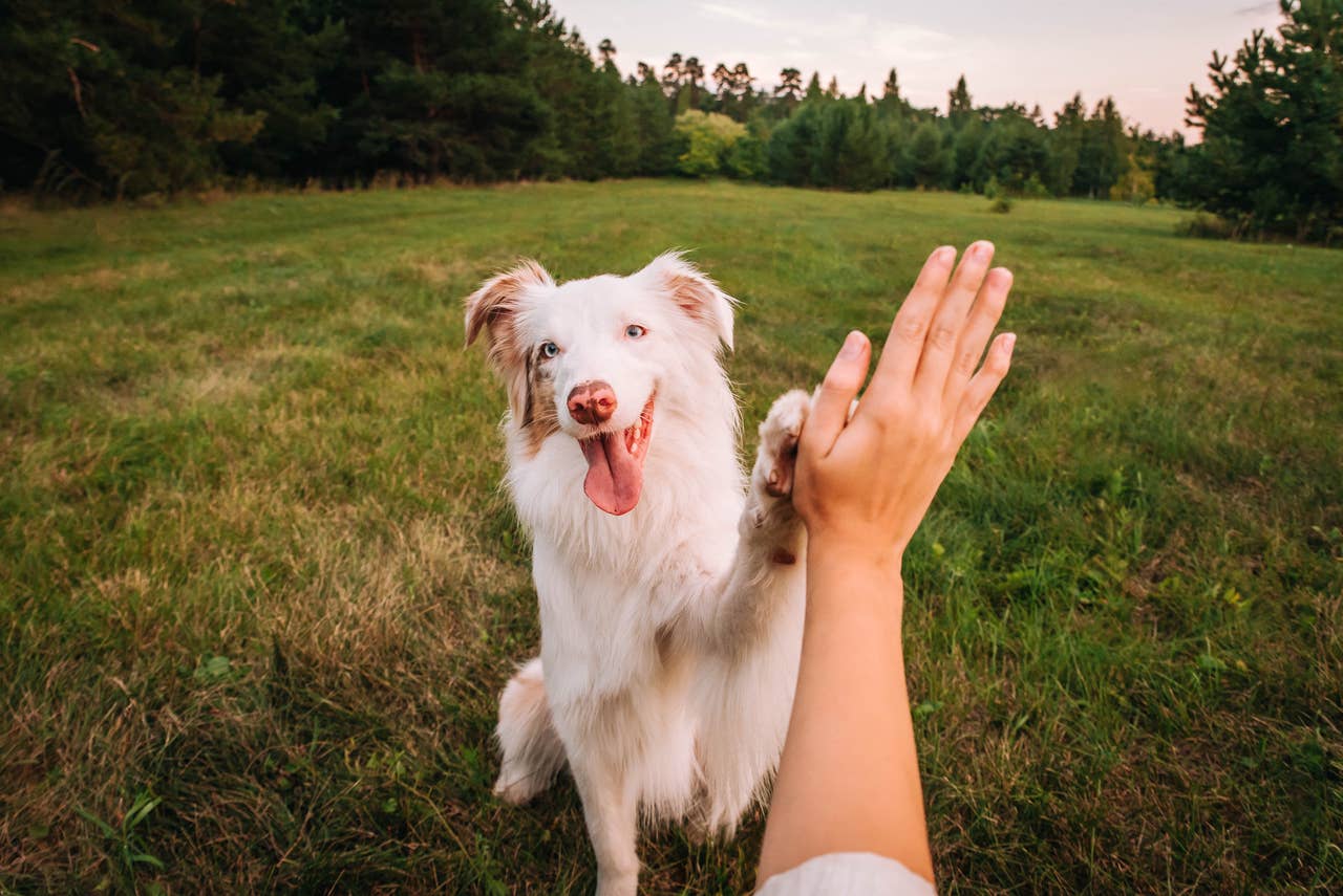 7 Ways to Show Your Dog You Love Them, According to a Trainer - PetHelpful