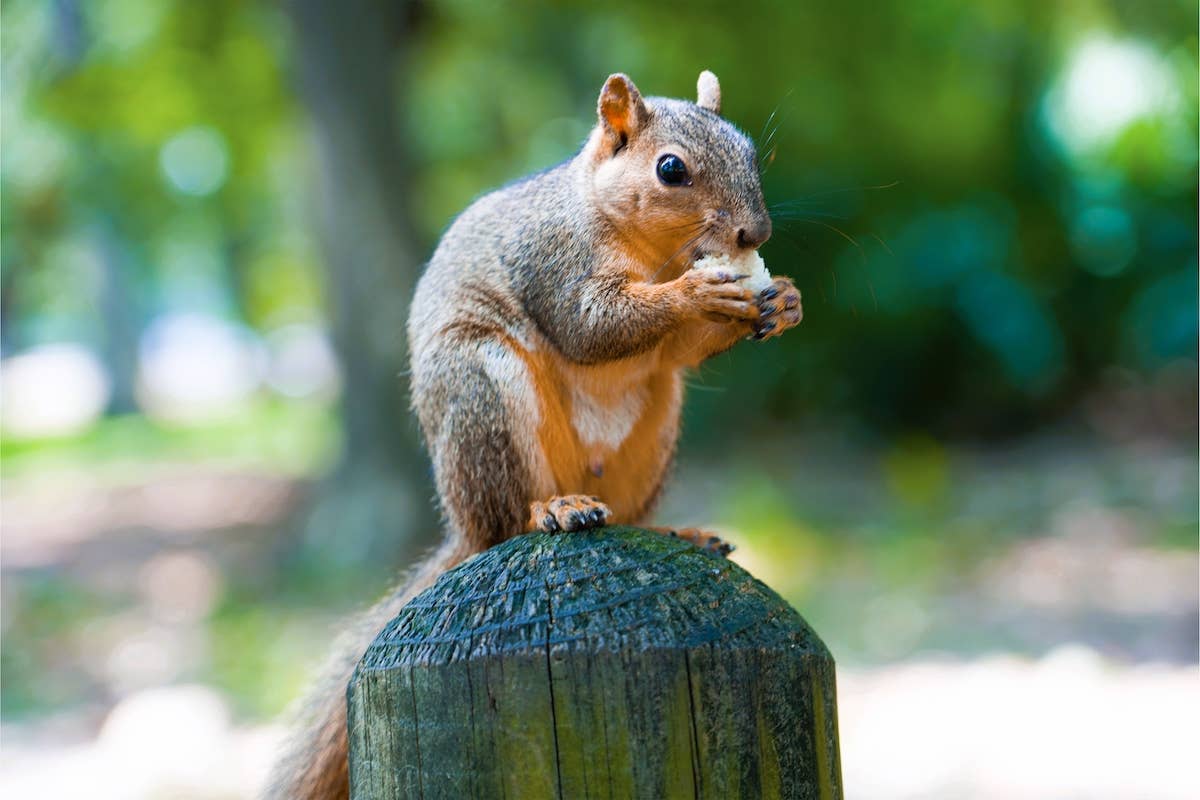 Wildlife Rehabilitator Explains What Squirrels Actually Eat—and What ...