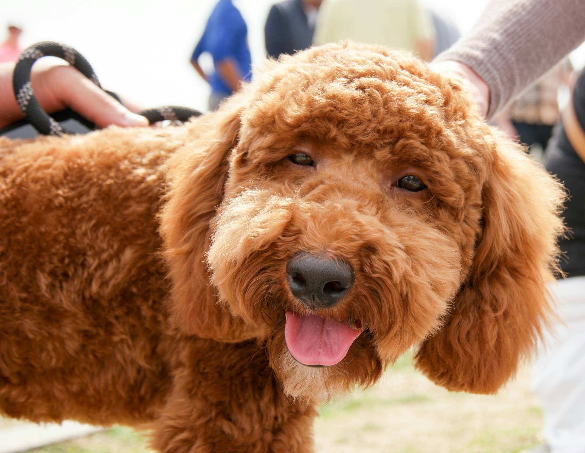 Goldendoodle Transforms to a 'Master of Disguise' In Pool - PetHelpful