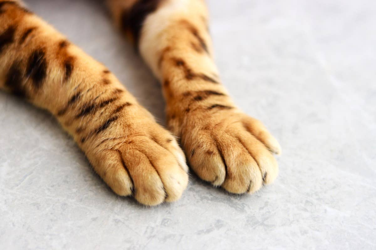 Tabby Cat Makes It on the Local News Simply for ‘Making Biscuits ...