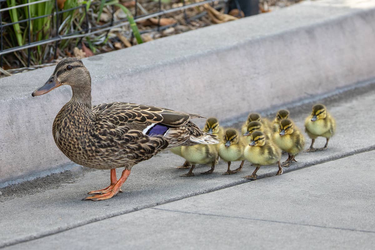 Kind Woman Rescues Trapped Ducklings After Hearing Their Mom's Cries ...